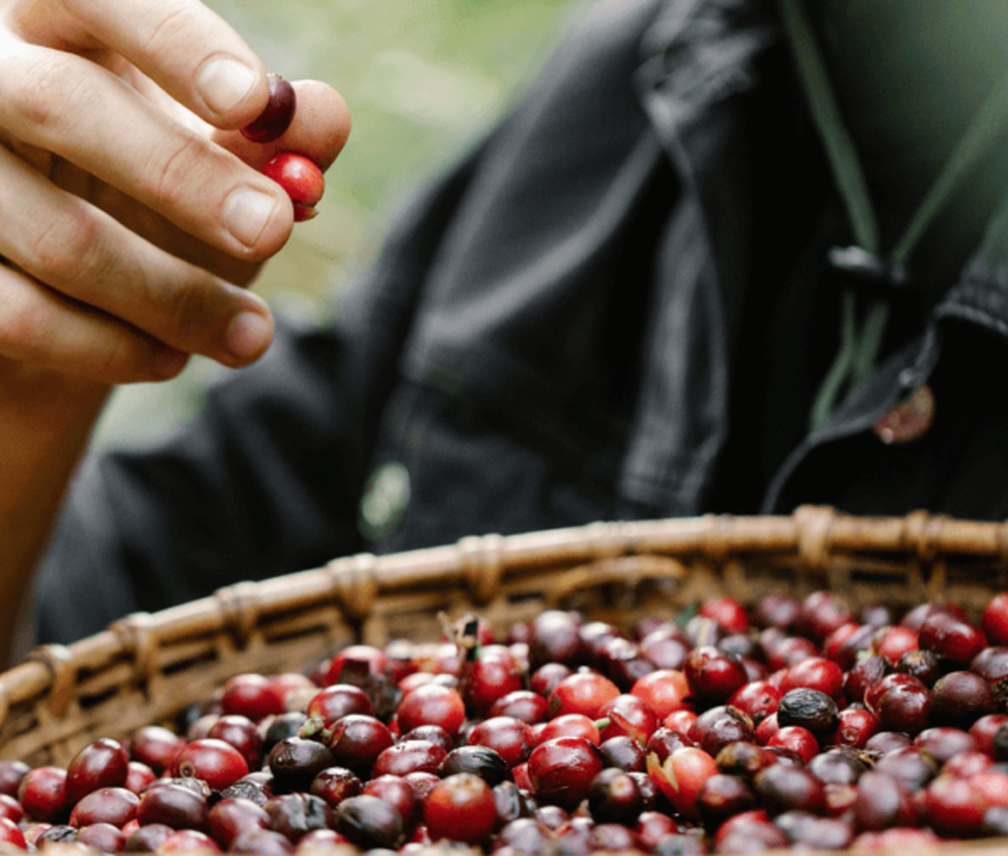 Hur tillverkas kaffe? Häng med från böna till kopp | Beans in Cup